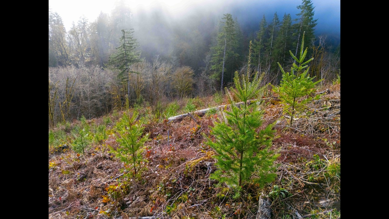FOR SALE: Waite Creek Woodlands - 61 Acres - Walton, Oregon - YouTube