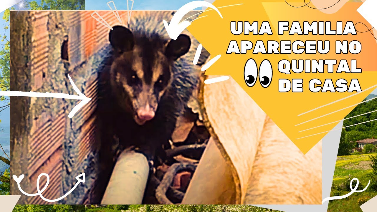 👀😱🦡🦨💖 Família de GAMBA SAURÊ Apareceu no Quintal de Casa!!! Veja o que ...