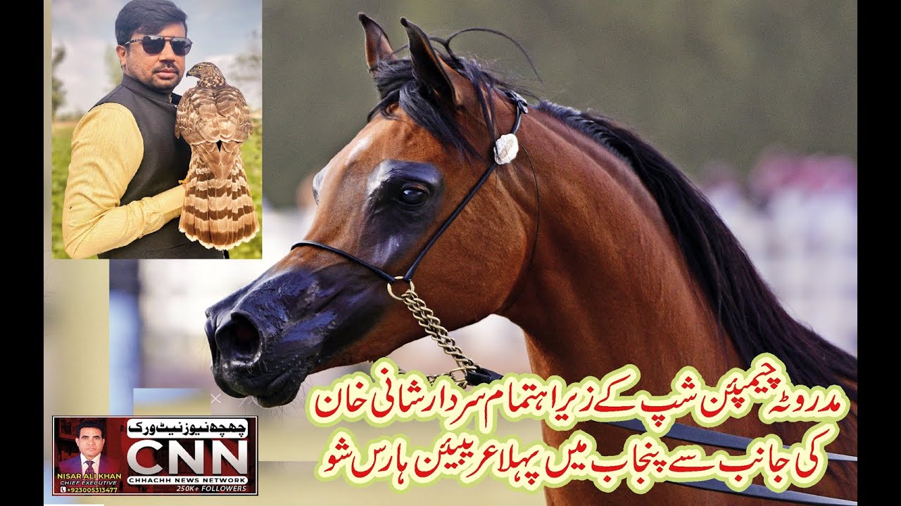 Arabian Horse Show By Shani Khan Madrota Attock Part 1 عربی گھوڑا نمائش ...
