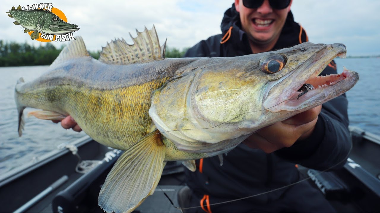 Raubfischangeln im Sommer - perfekte Bedingungen für Zander, Hecht und ...