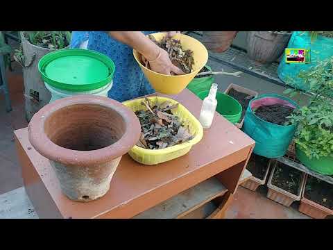 Learn How to Compost with Vani Murthy - YouTube