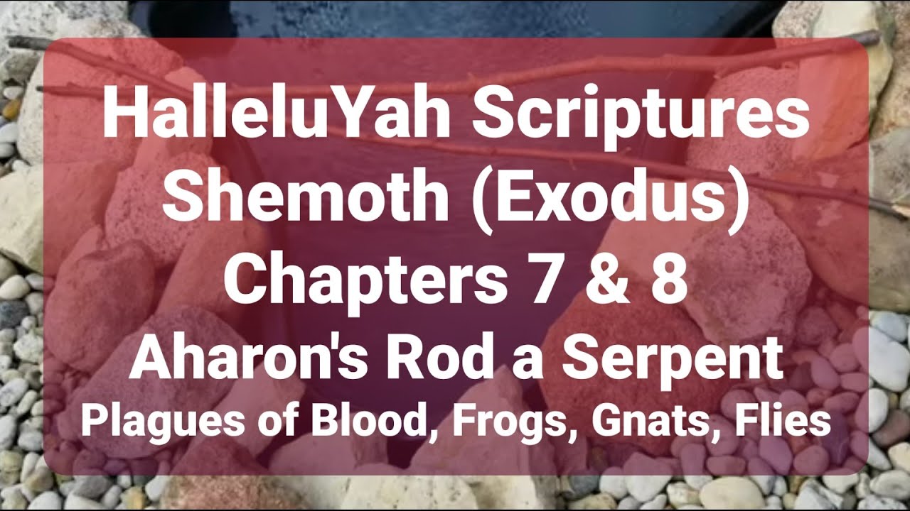 Shemoth (Exodus) Chp 7 & 8 Aharon's Rod a Serpent; Blood, Frogs, Gnats ...