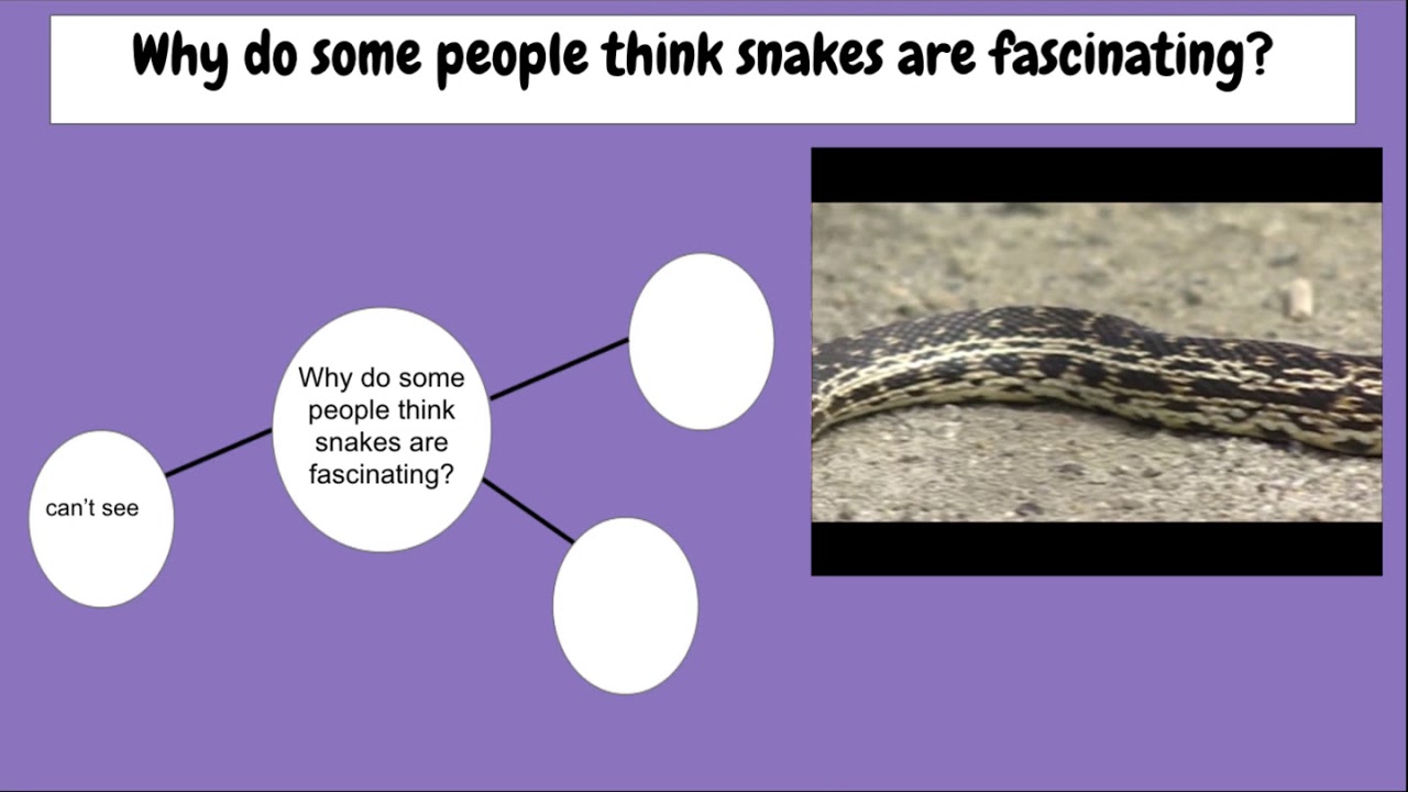 Humpback Whales Graphic Organizer - YouTube