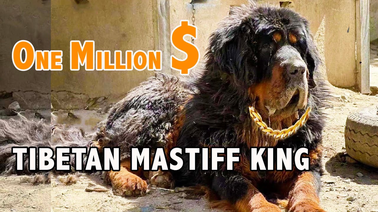 Visit the Tibetan Mastiff King, worth One million dollars. The purest ...