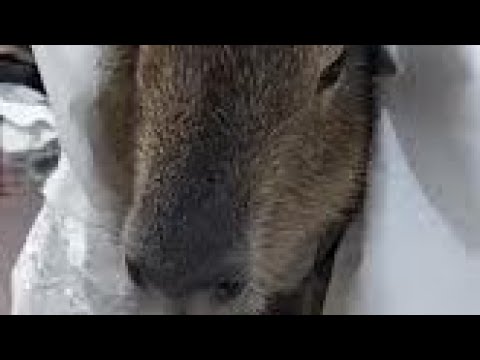 whirow what the hell sound effect - YouTube