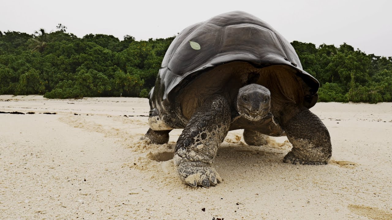 Turtles Unshelled - Short Nature Documentary - YouTube