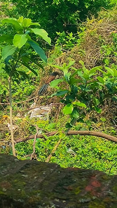 jungle me bole koyal ku ku ku #aishuaditworld - YouTube