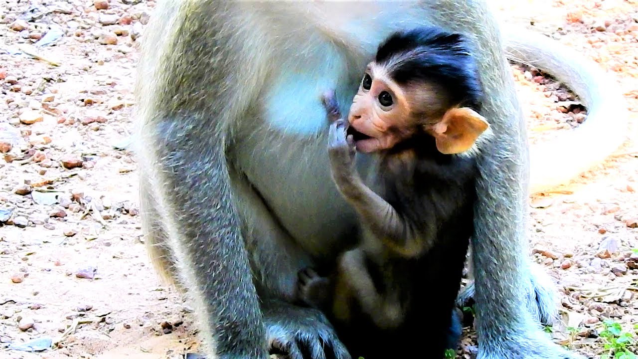 Vixen baby got angr.y when Viola mom shacked body so much time walk out ...