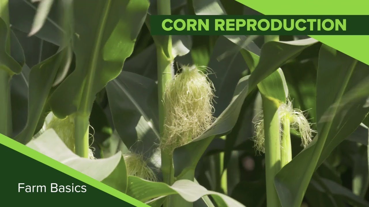 Farm Basics #1116 Corn Reproduction (Air Date 8-25-19) - YouTube