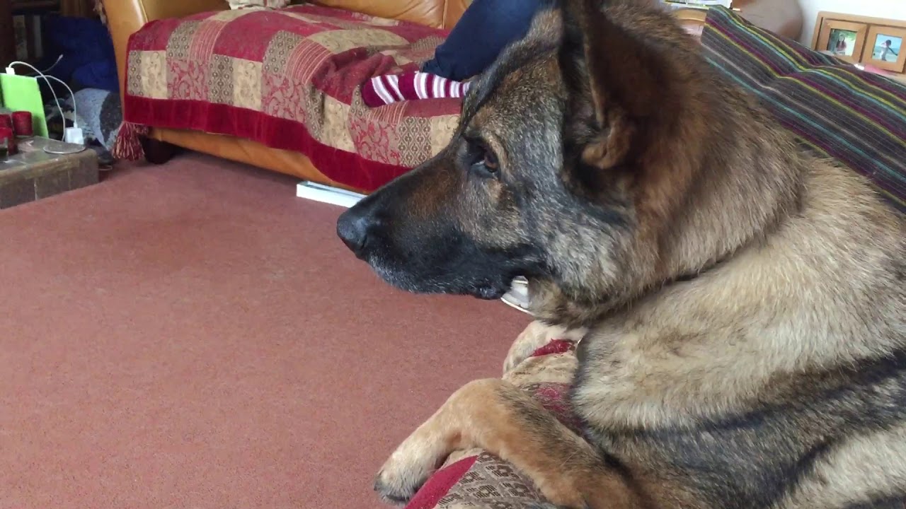 Ex-Police dog watching Police Interceptors on TV - YouTube
