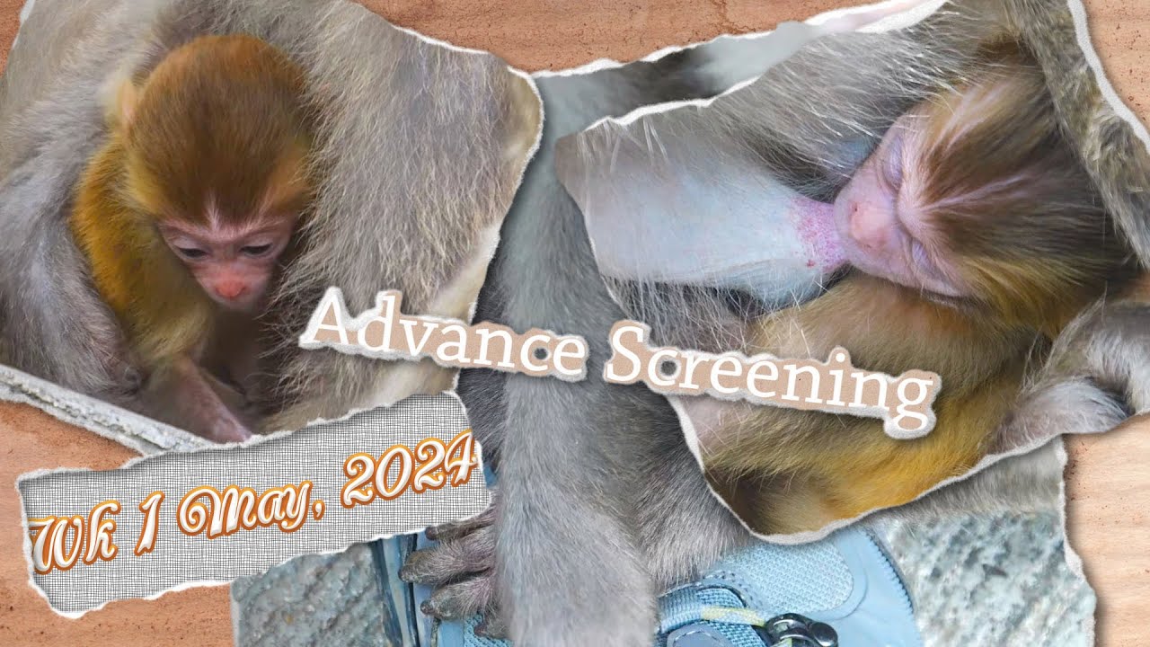 Advance screening - The newborns are here 🎉😍 - YouTube