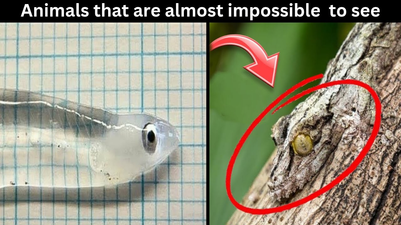 Most Invisible creatures in the world. - YouTube