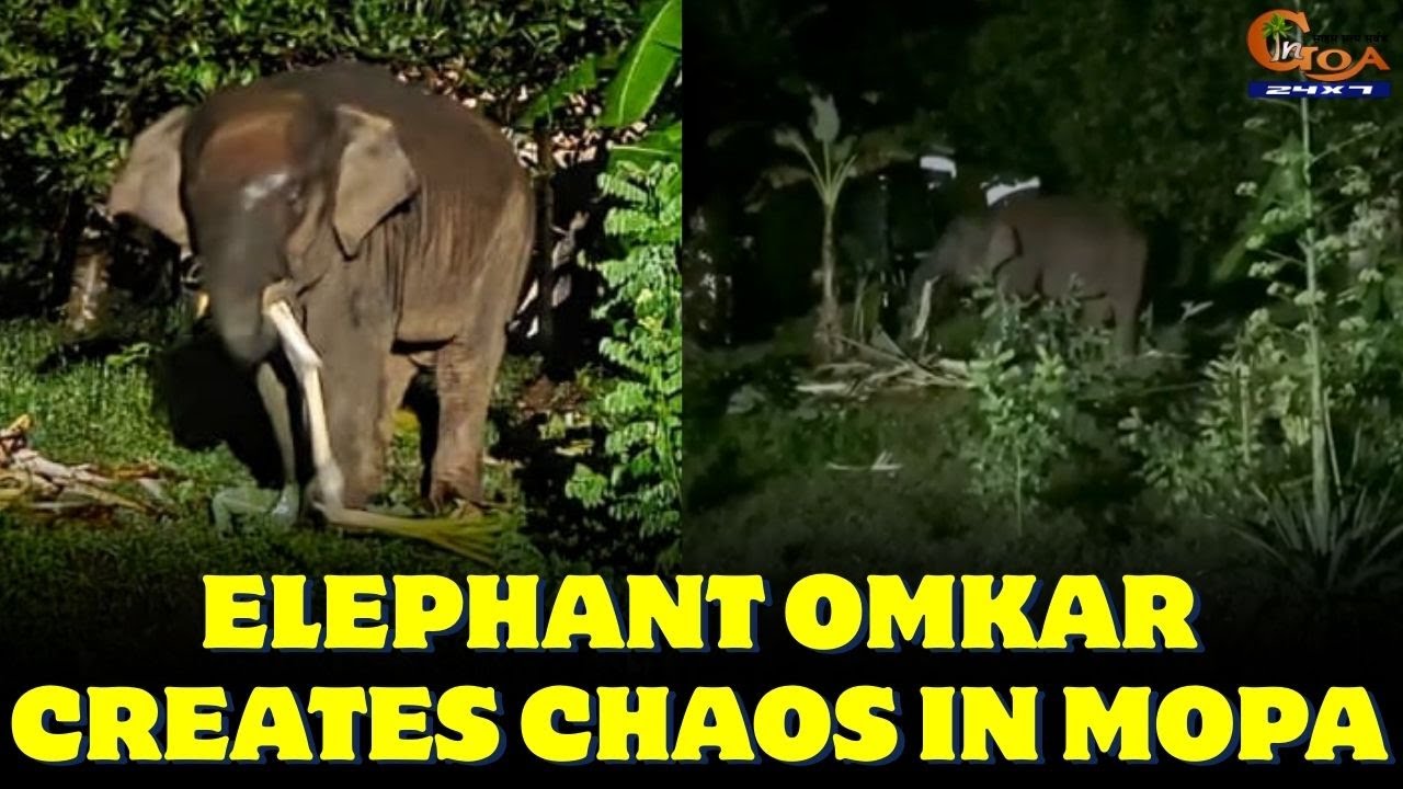 Elephant Omkar creates chaos in Mopa, Driven back to forest,but ...