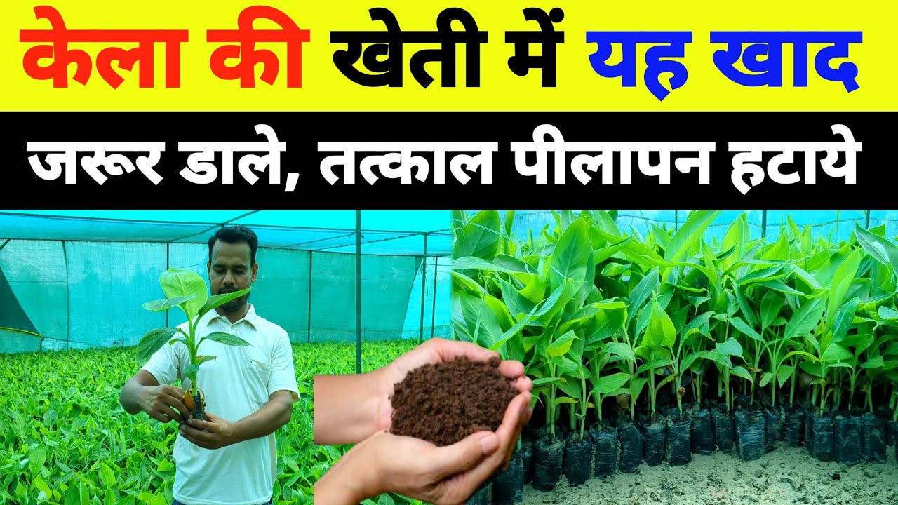 केले में कौन सी खाद डाले//kele ki kheti//kela ki kheti kaise karen ...