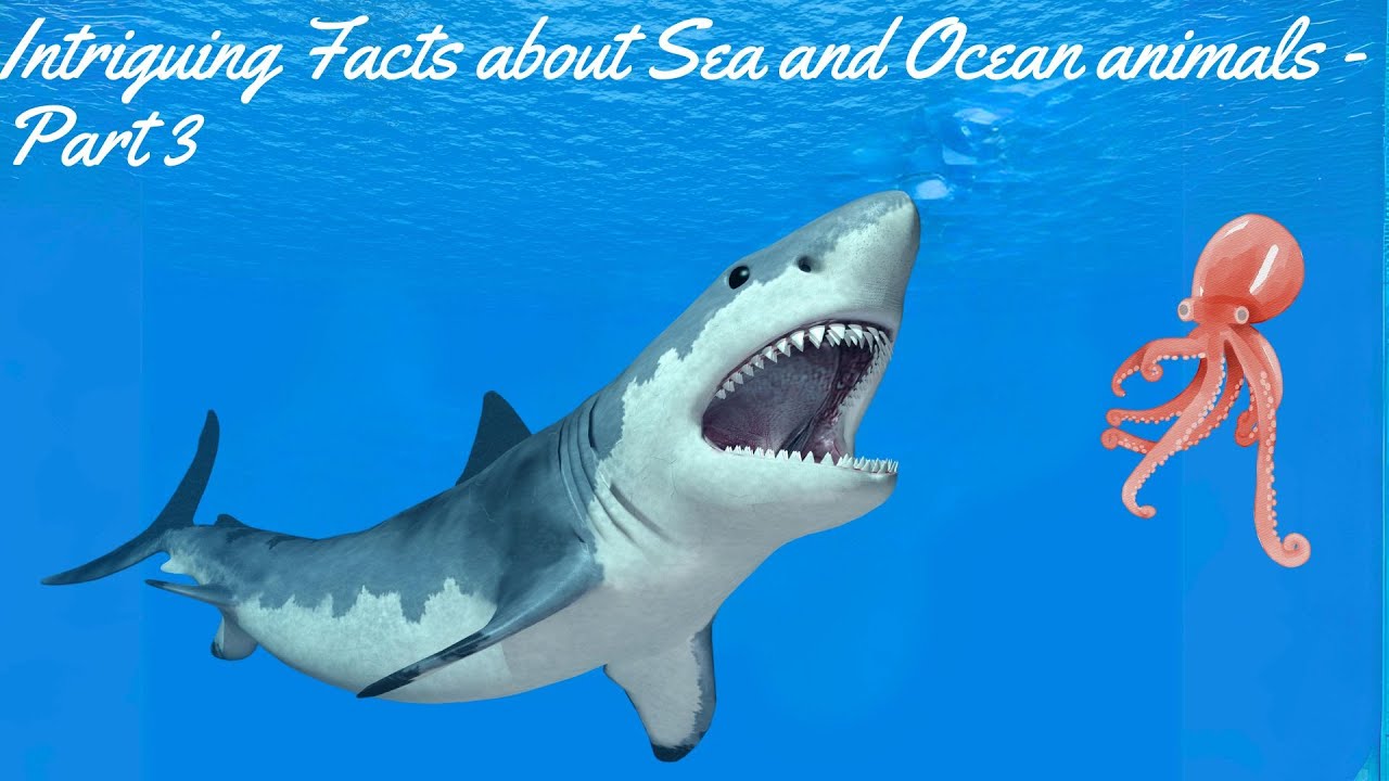 Fun facts about Sea and Ocean animals - Part 3 | Octopus, Shark ...