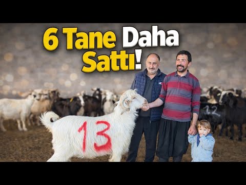 Köyden 4 Koyun 2 Keçi Aldık Bugün ! Günlük Vlog