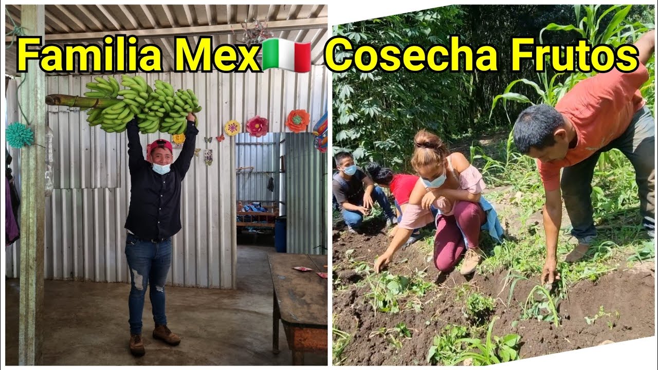Familia Mexicana Cocecha Yuca| La Taltusa Se Lo Comia Todo - YouTube