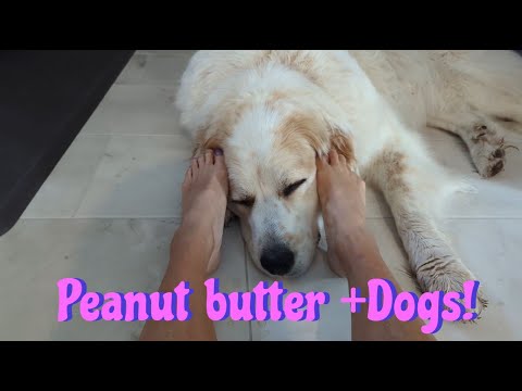 Dogs licking peanut butter.  Sticky, wet, spit painting trigger.