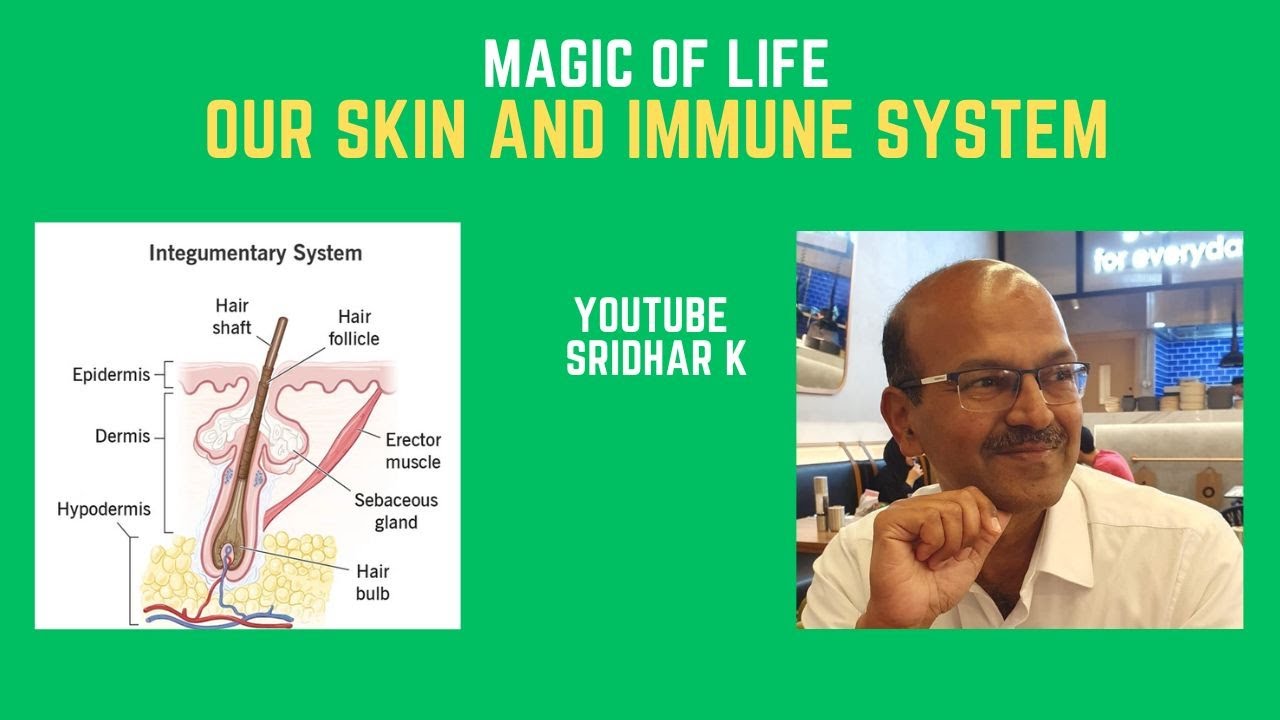 The magic of life-our skin and immune system #skin #immunity # ...