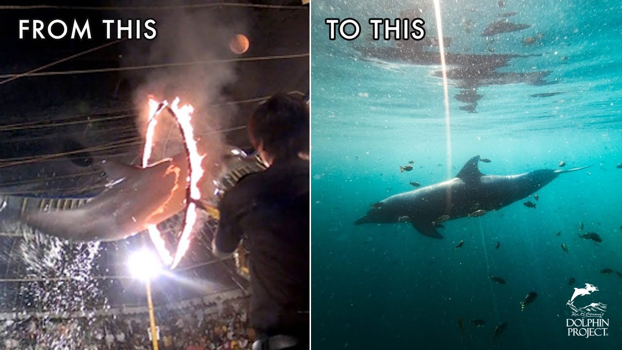Rehabilitation Journey for Ex-Show Dolphins | Umah Lumba Center - YouTube