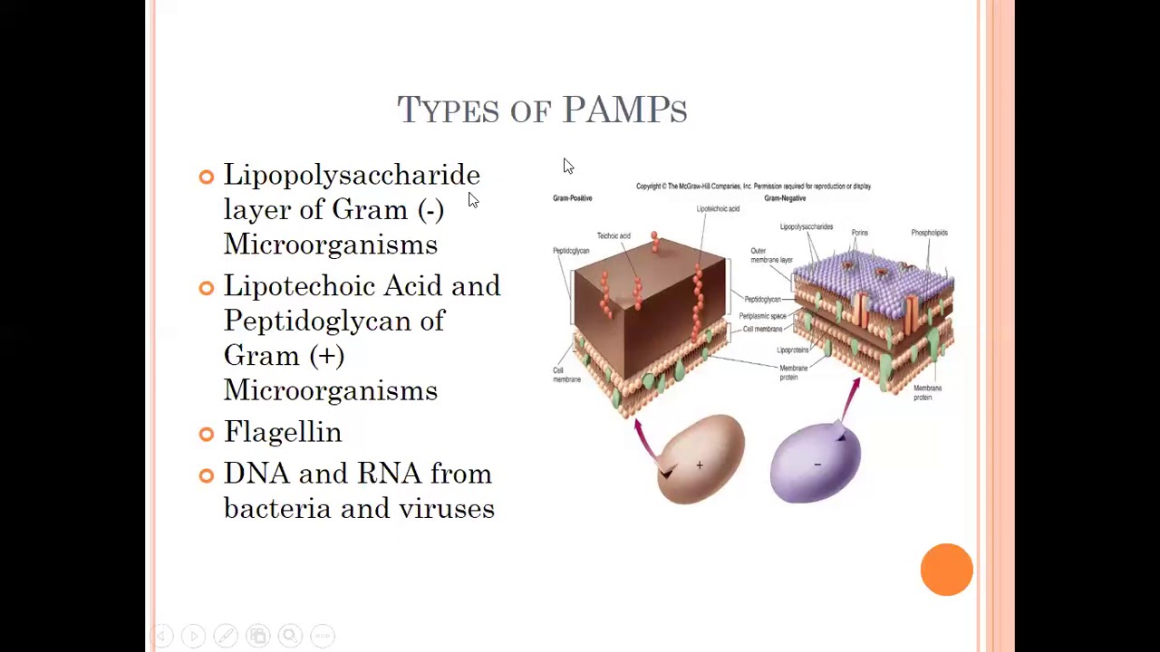 Pathogen Associated Molecular Patterns - YouTube