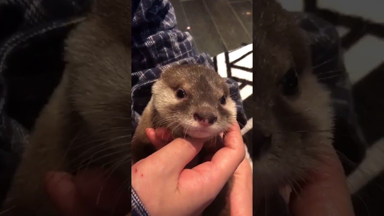 Otter Squeaking - YouTube