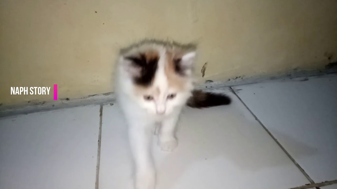 KUCING LUCU (Dobby, Dissy, Kitty) - YouTube