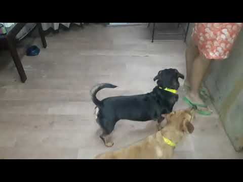 The reaction of two mini dachshund for the new play mate.
