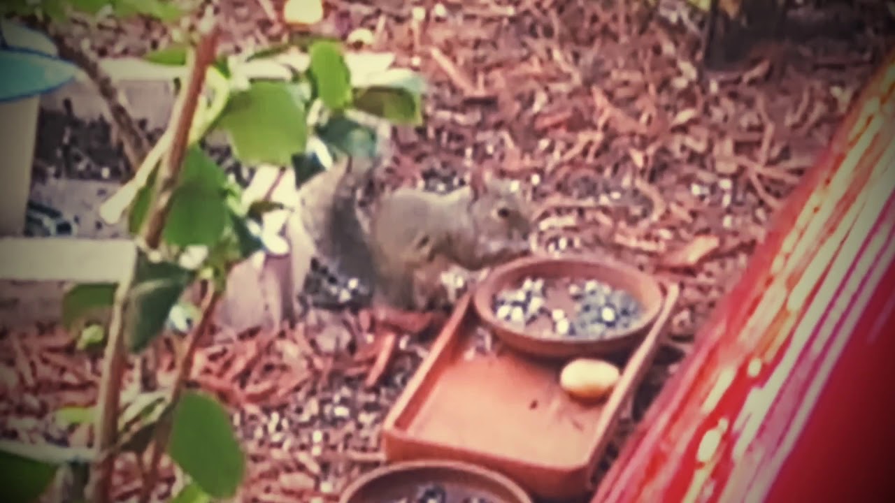 Tuesday's Squirrels doings - YouTube