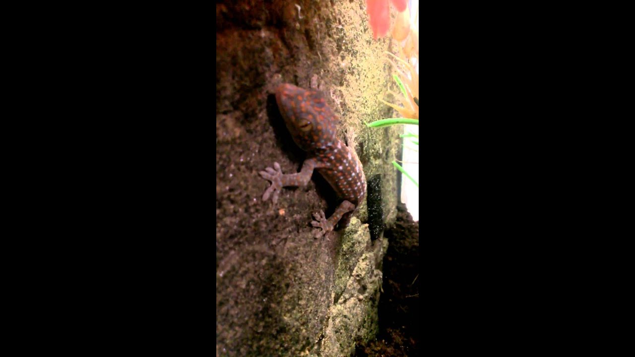 Tokay Gecko barking and trying to bite - YouTube