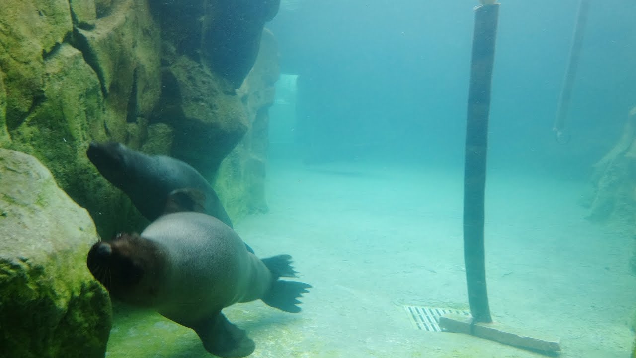 Zuid Afrikaanse Pelsrob Pairi Daiza 2023 - YouTube