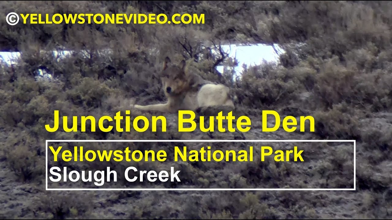 Yellowstone's Junction Butte's Wolf Den & Alpha Female Breaks Her Foot ...