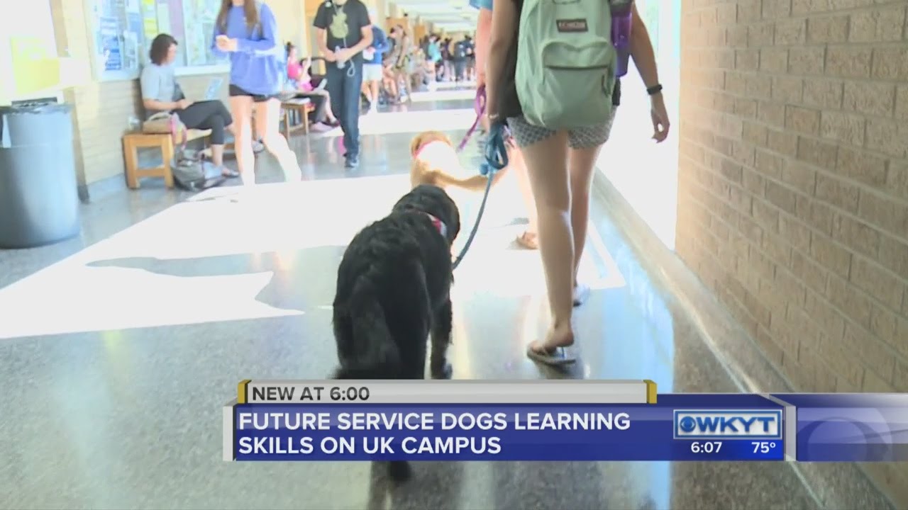 Service dogs on campus - YouTube