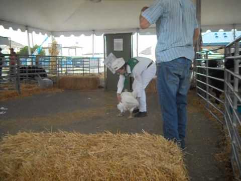 4-H Turkey Showmanship - YouTube