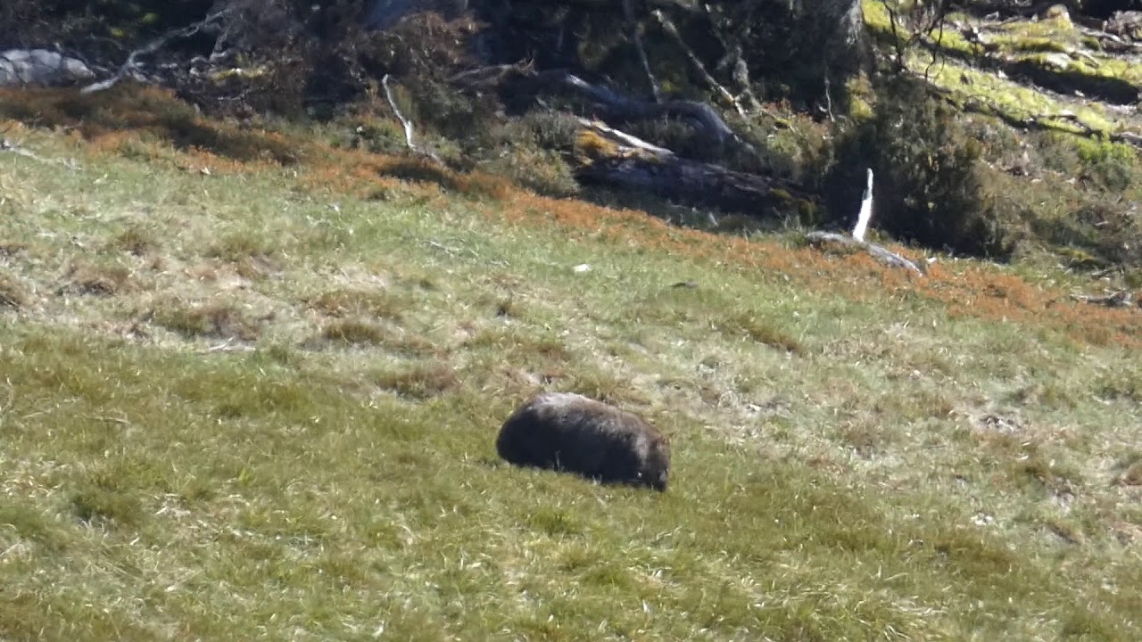 Wombat run in Cradle Mountain - YouTube