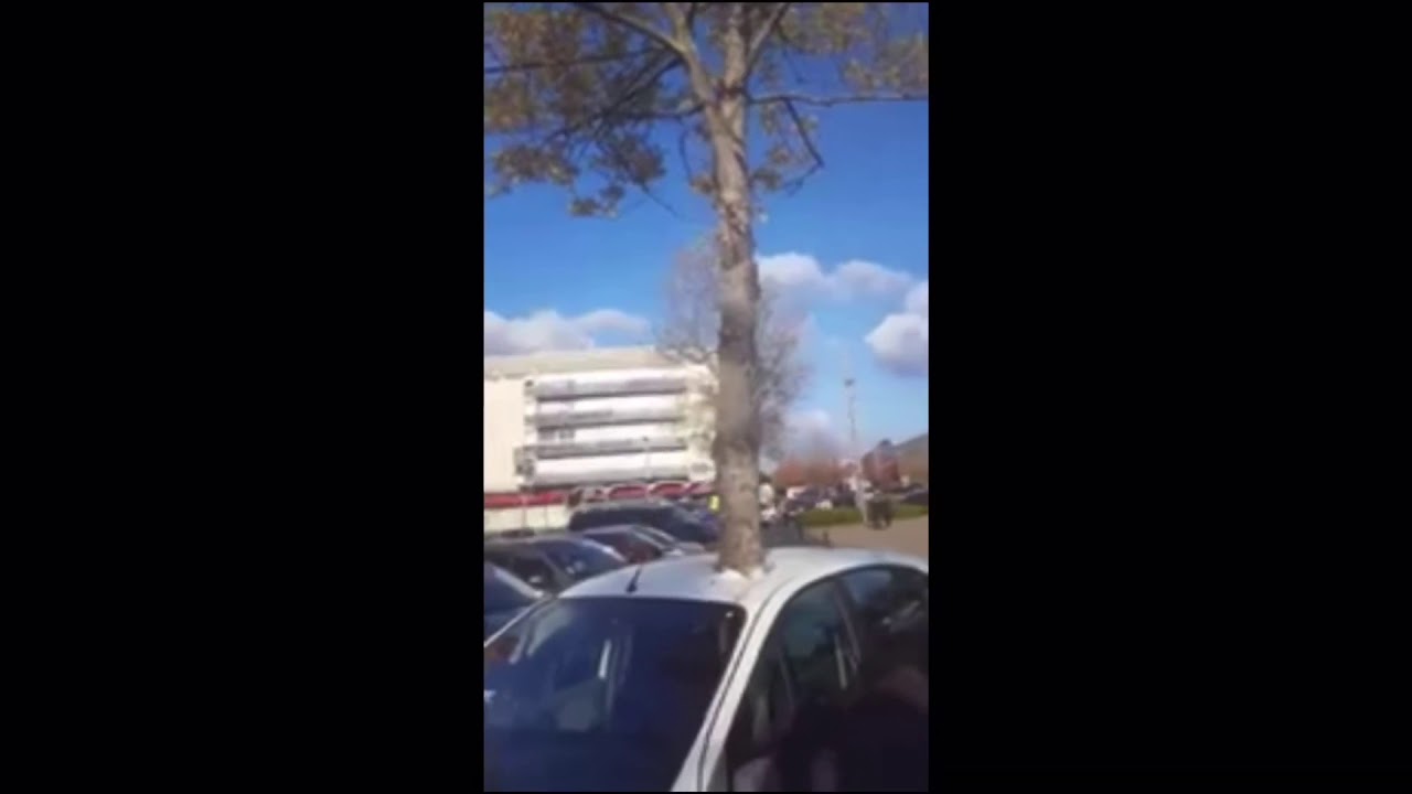 Tree Grown Thru a Car - YouTube