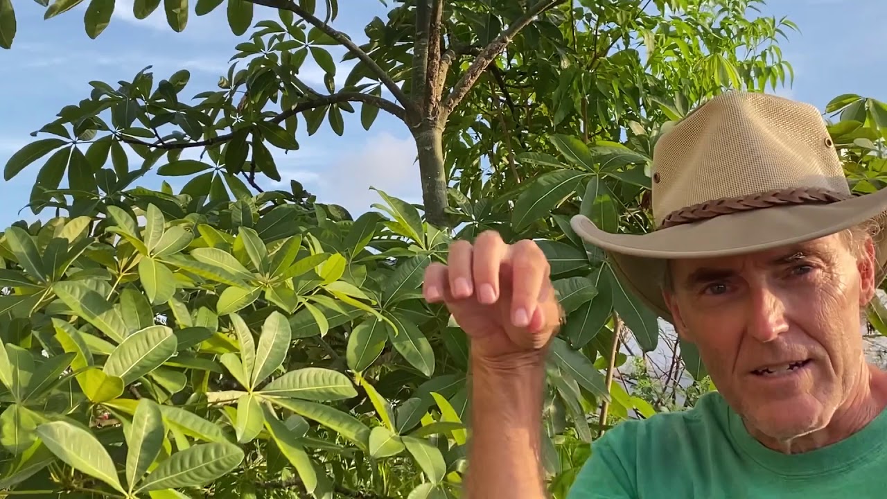 In the Garden with Dewey: The Saba Nut Tree - YouTube
