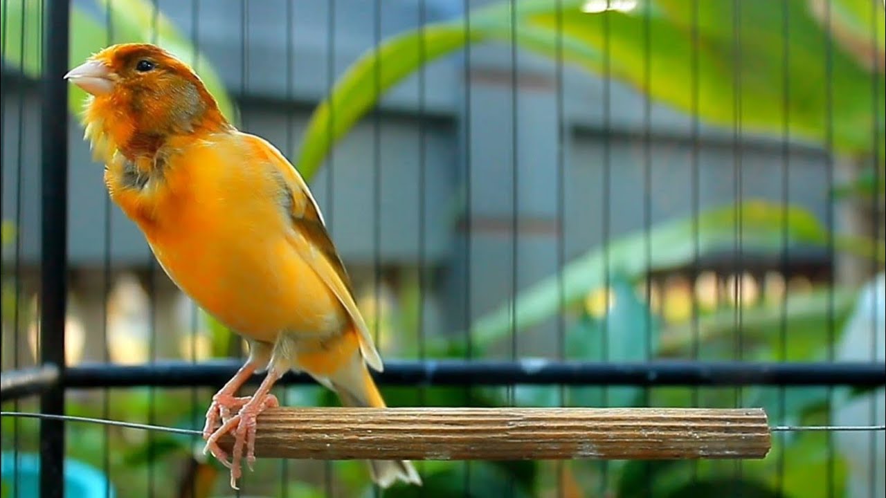 Canary song for mating training of beautiful Belgian canaries 269 - YouTube