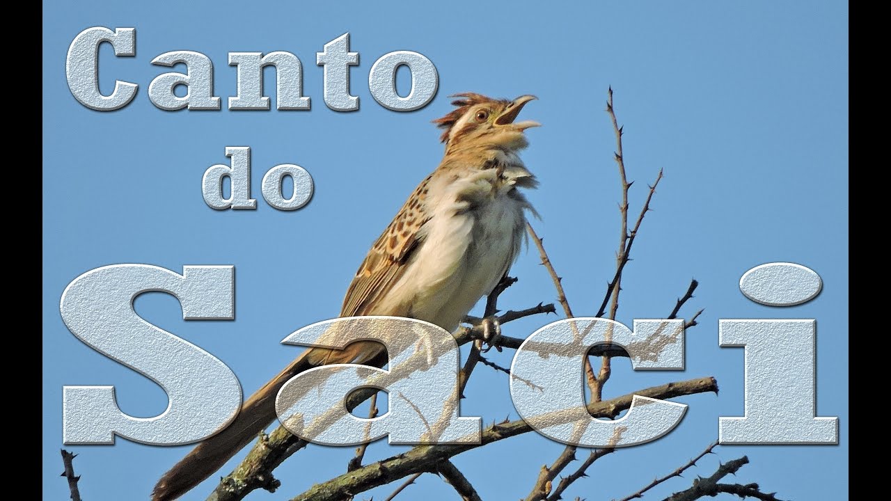 Saci cantando na fazenda gravado ao vivo em HQ para relaxar a alma ...