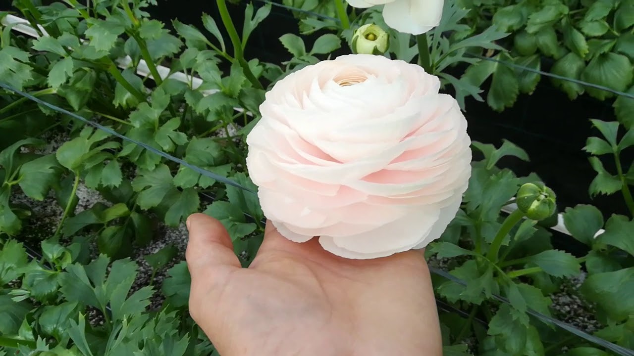 ranunculus cloni hanoi - YouTube