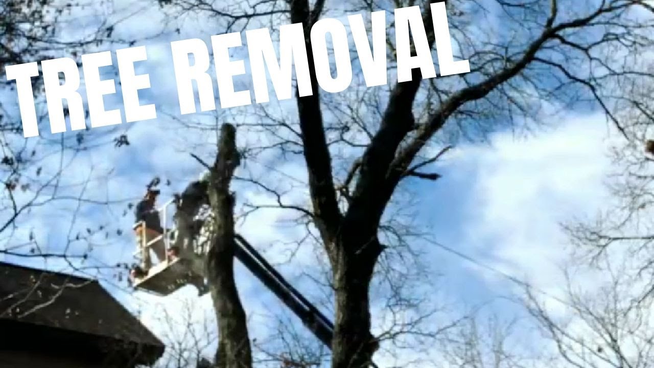 Dangerous Tree Removal! - YouTube