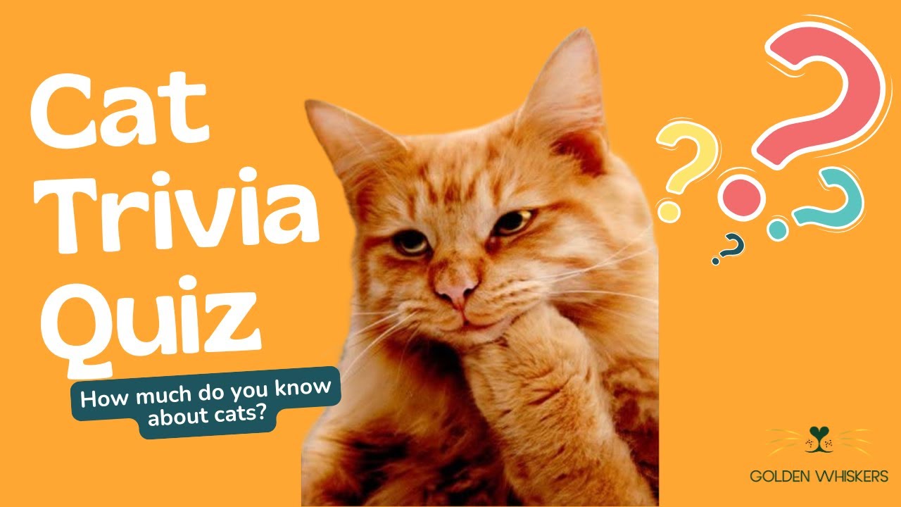CAT TRIVIA QUIZ! 🐱| How Much Do You Know About Cats? | Fun Cat Trivia ...