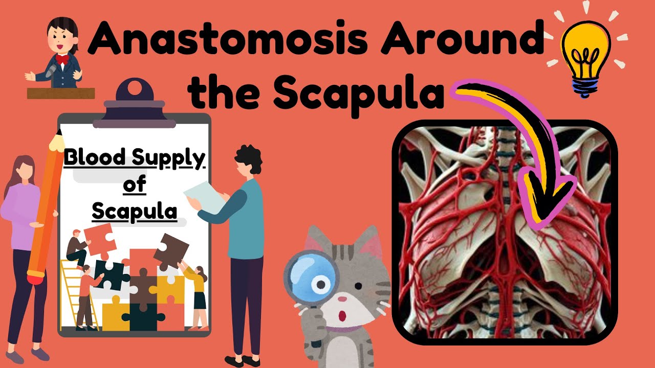 Arterial Anastomosis around the Scapula | Upper Limb Anatomy - YouTube