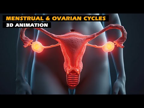 Menstrual And Ovarian Cycles | 3D Animation