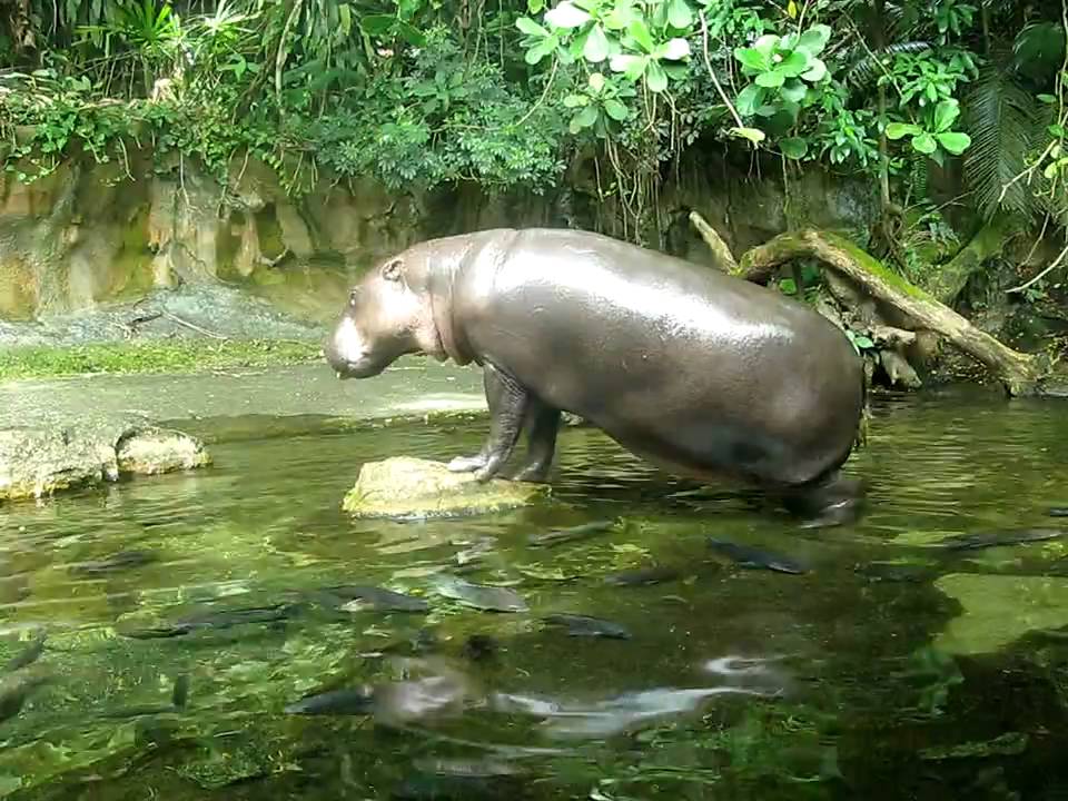 Pigmy Hippo feeding at Singapore Zoo - YouTube