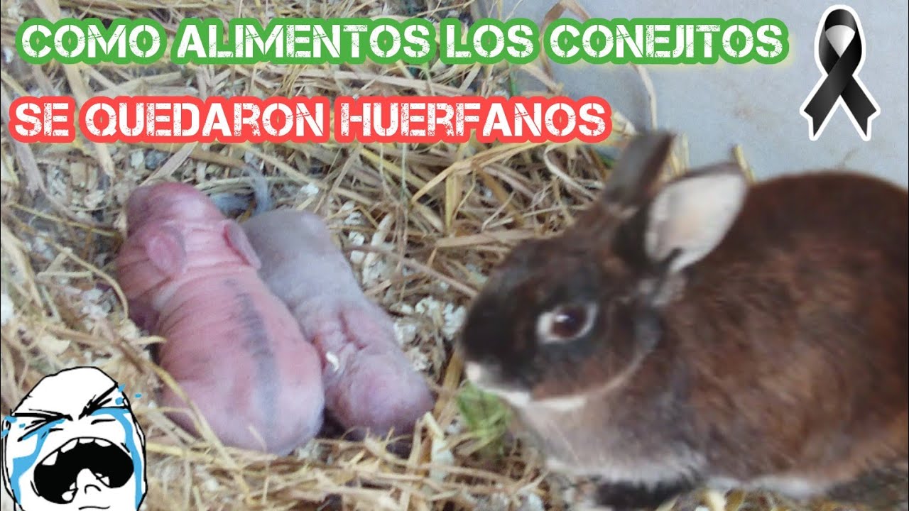 CONEJITOS BEBES Como alimentar a los conejitos recien nacidos una forma ...