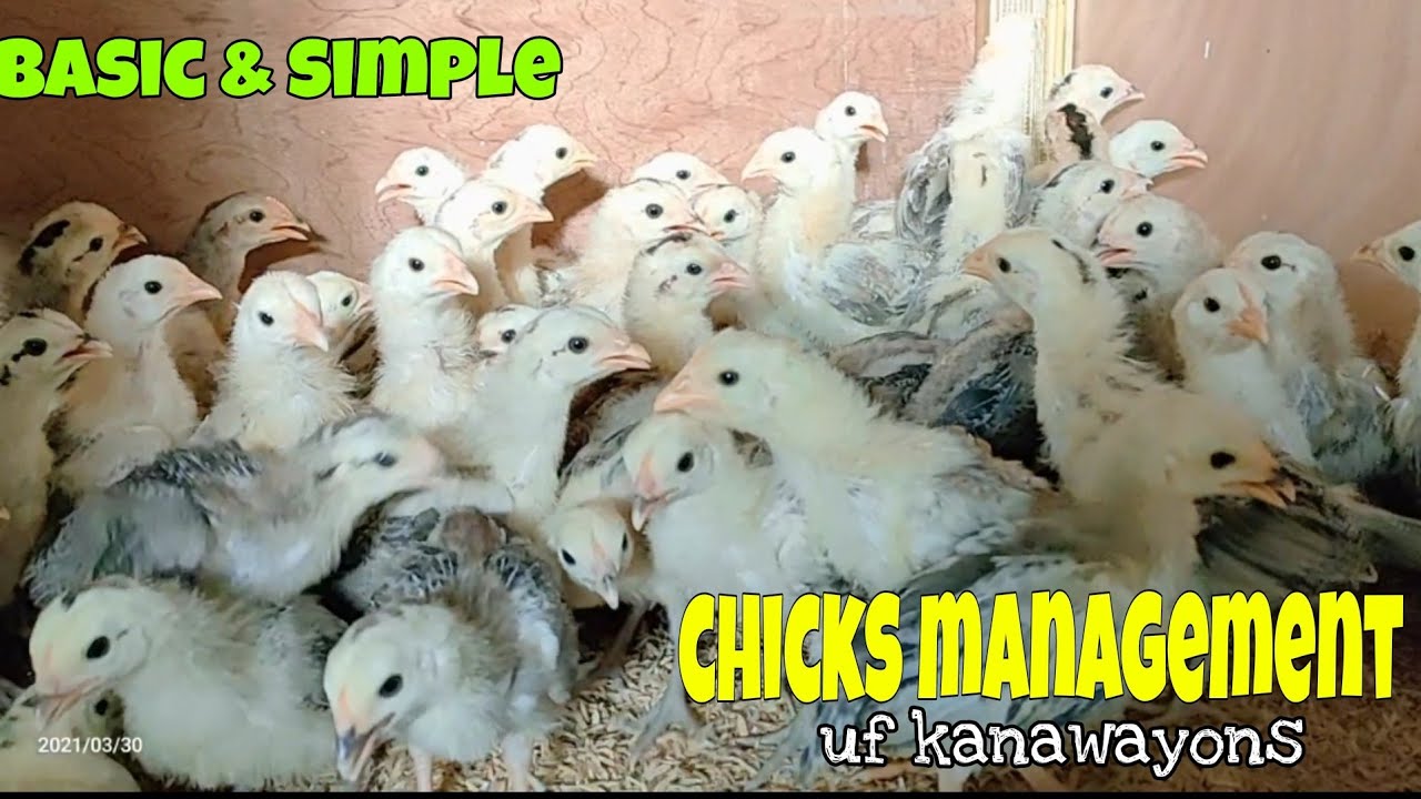 CHICKS MANAGEMENT BASIC & SIMPLE... - YouTube