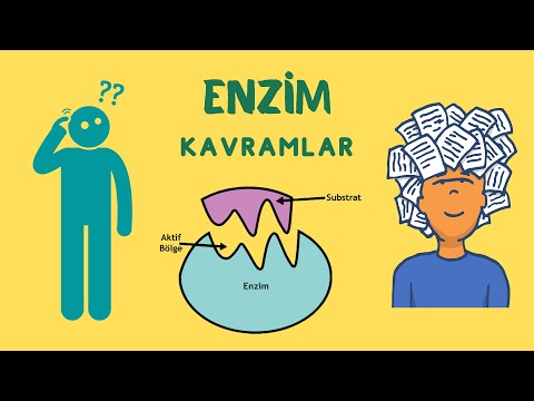 9.Sınıf Biyoloji:  Enzim -  Kavramlar