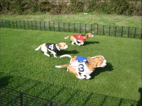 Beagle Racing Highlights 2008 - YouTube