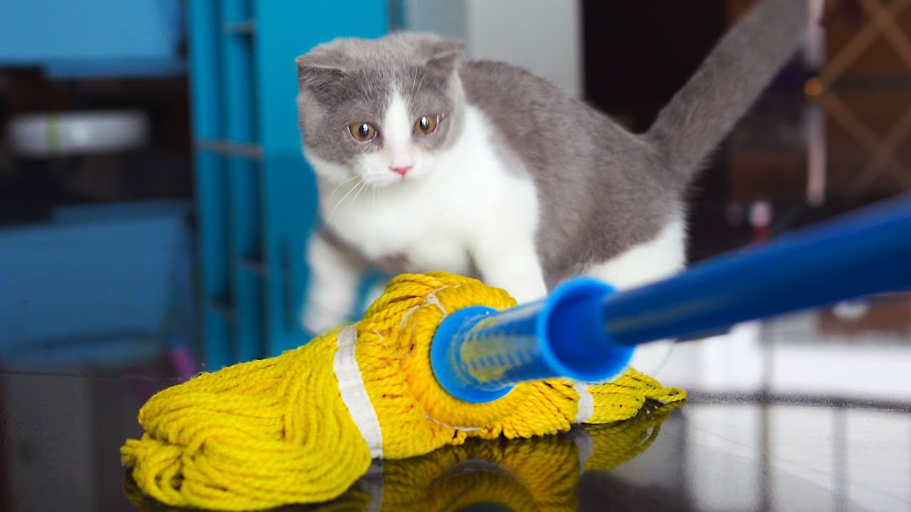 Kitten Reacts To A Mop For The First Time | *Coco Got Scared* - YouTube